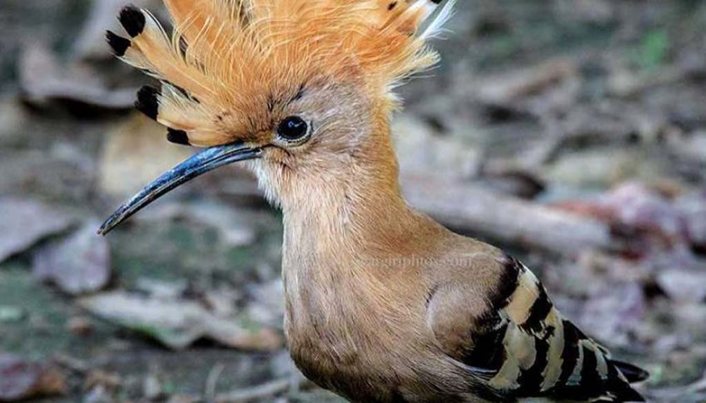 Jungle Safari | Bird Watching in Chitwan | Chitwan National Park