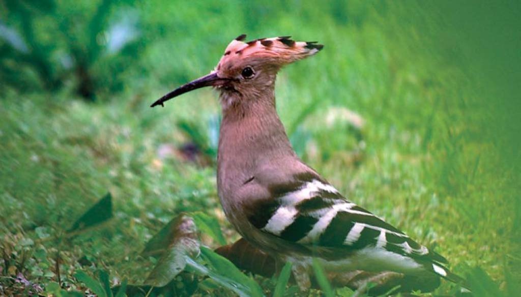 Birding Around Pokhara Valley | Visit Nepal | Birds of Nepal